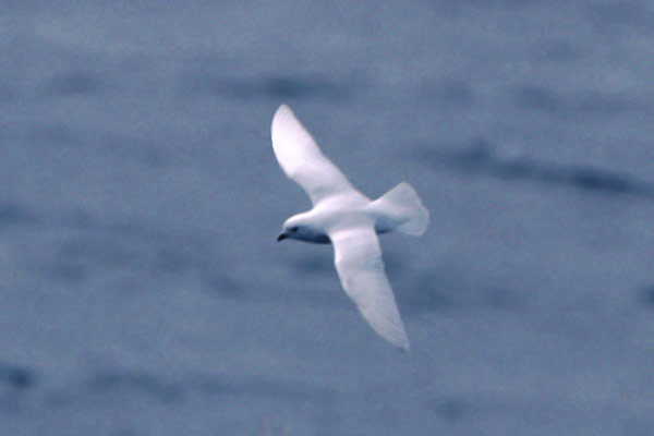AA Bird Photography/petrels/SNOW PETREL