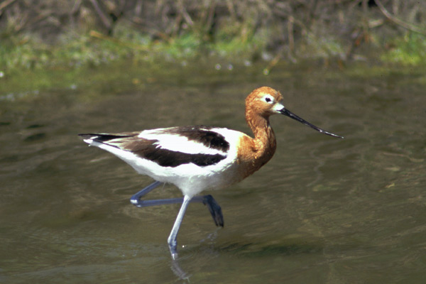 Bird photography worldwide AA Birdpix/sales/waders/shorebirds