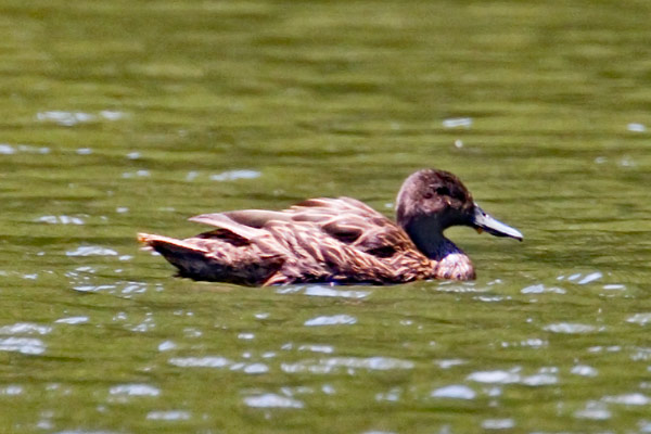 AA Bird Photography worldwide/Anatidae/ducks/geese/MELLER'S DUCK/Anas ...