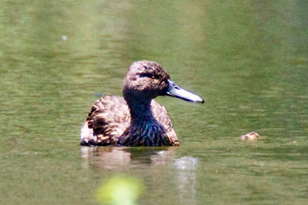 AA Bird Photography worldwide/Anatidae/ducks/geese/MELLER'S DUCK/Anas ...