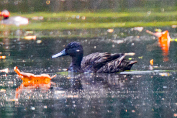 AA Bird Photography worldwide/Anatidae/ducks/geese/MELLER'S DUCK/Anas ...